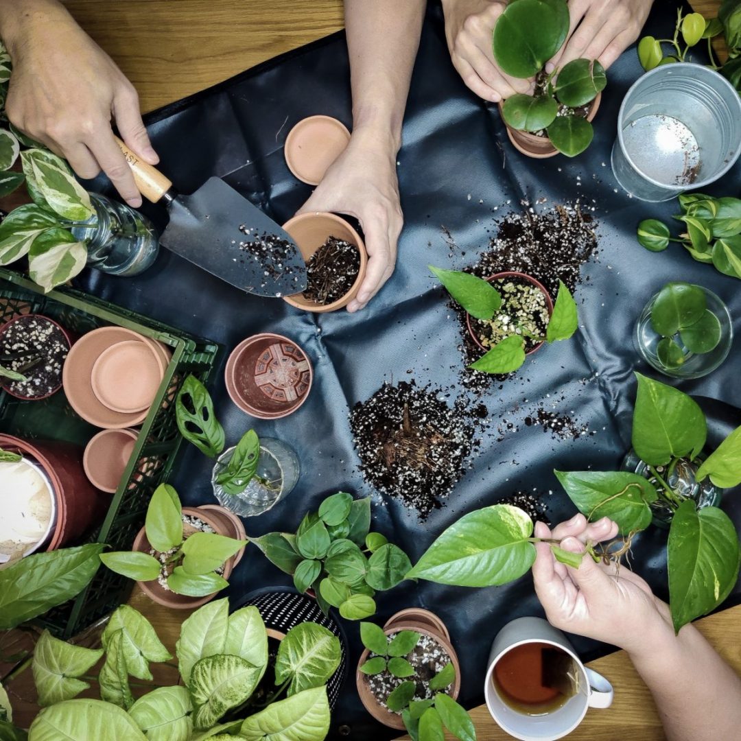 Isabella Chiam: Cultivating Risks | ArtsEquator